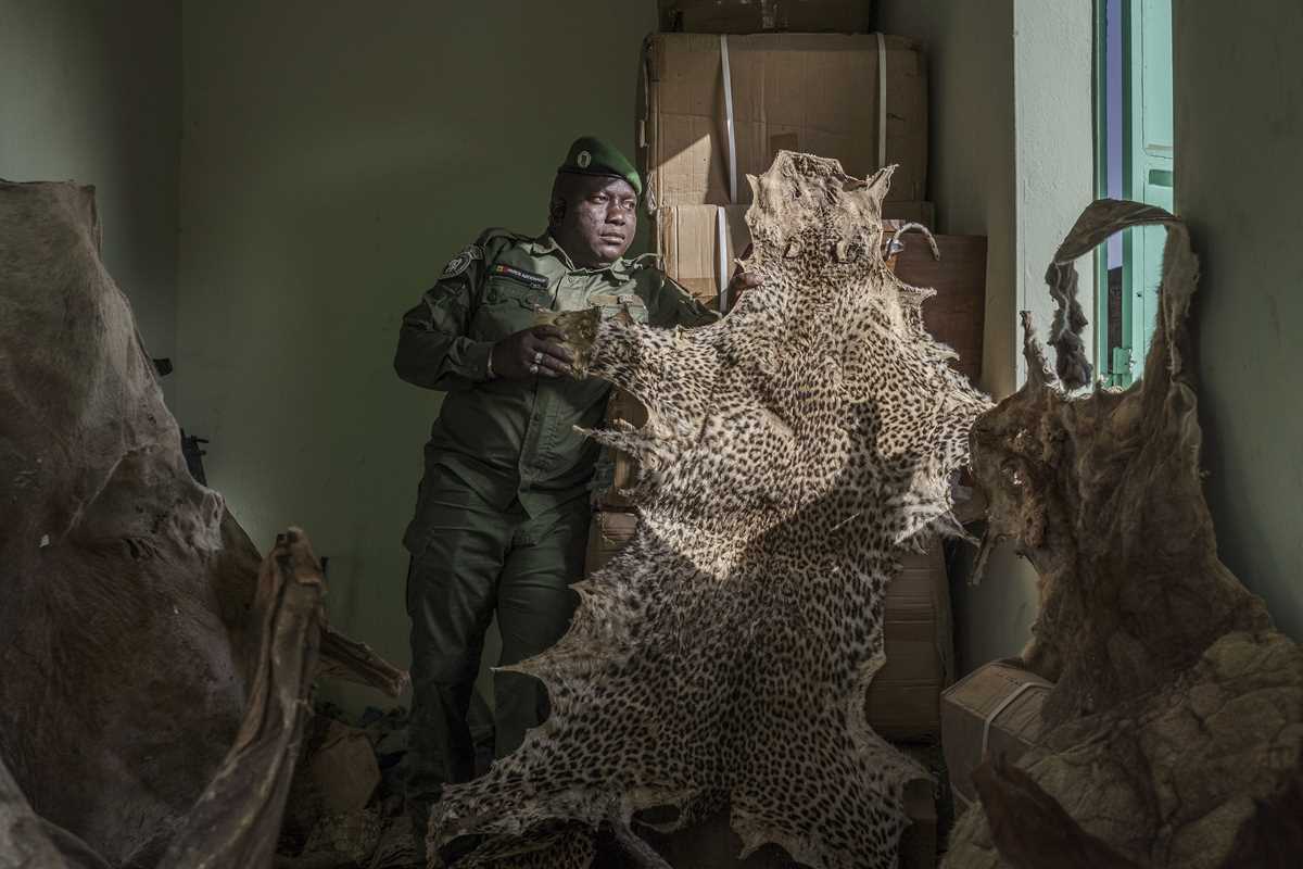 Mystical beliefs fuel Senegal’s illegal big cat trade and threaten lion ...
