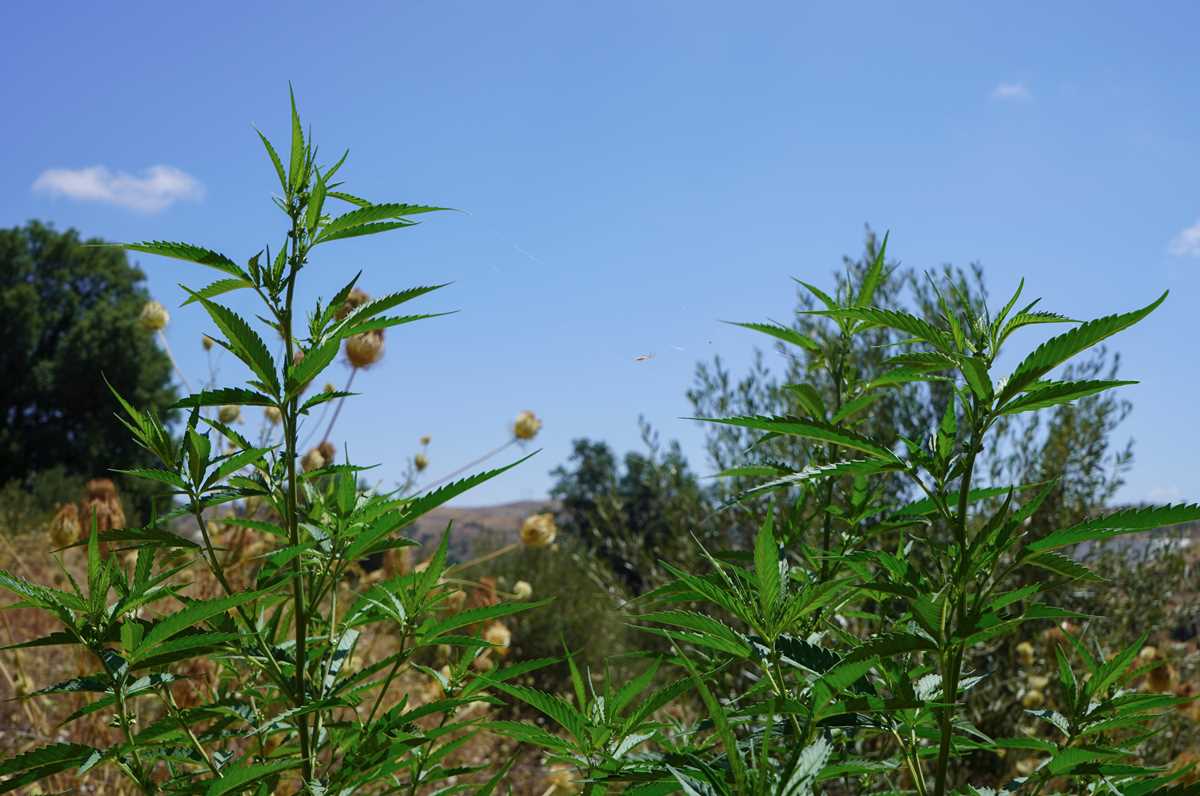 Morocco aims to boost legal cannabis farming and tap a global boom