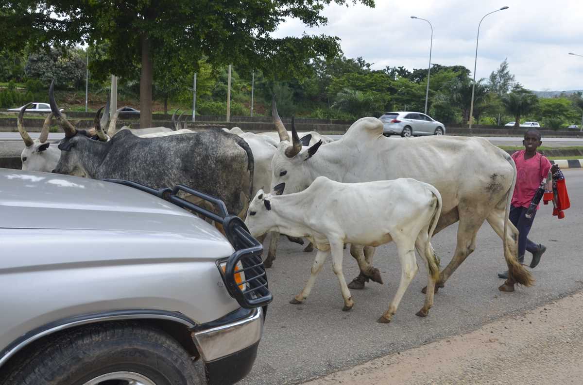 Cows obstruct Nigeria's capital as climate change and development leave ...