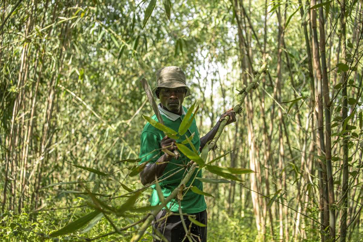 In Uganda, bamboo has government's backing as a crop with real growth ...